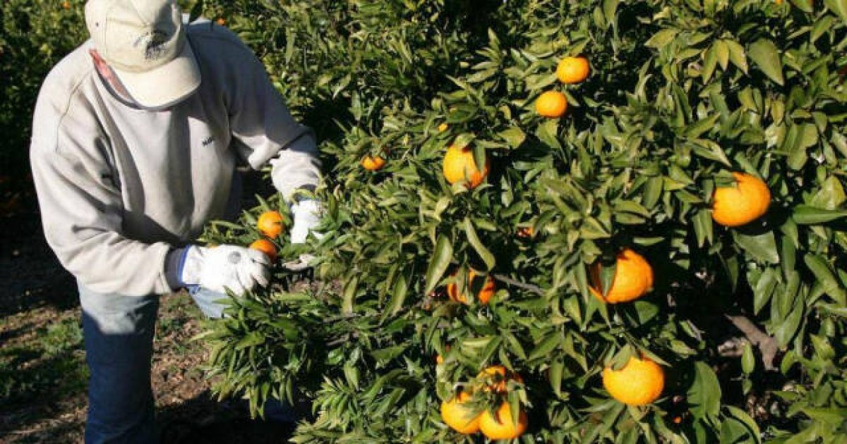 Victoria a medias para las naranjas valencianas
