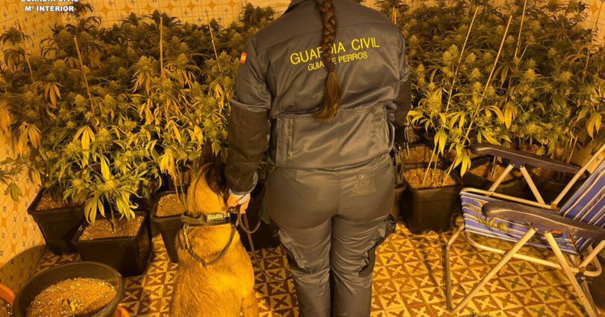 Desmanteladas dos plantaciones de marihuana en la Ribera