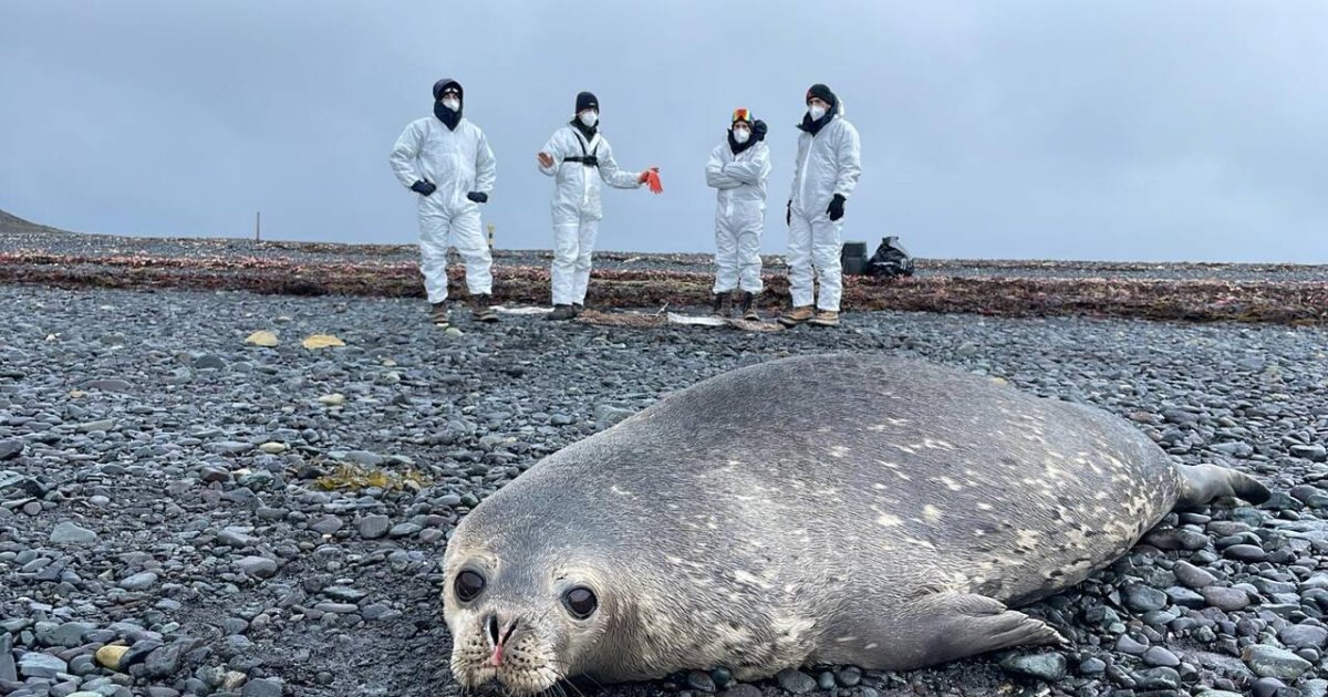 El Oceanogràfic participa en una investigación en la Antártida sobre ...
