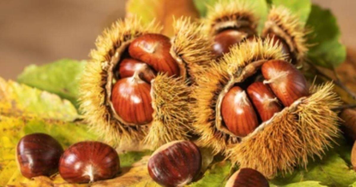 Descubre las 8 propiedades de las castañas para la salud