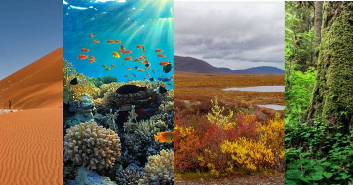 ¿Qué son los biomas de la Tierra?