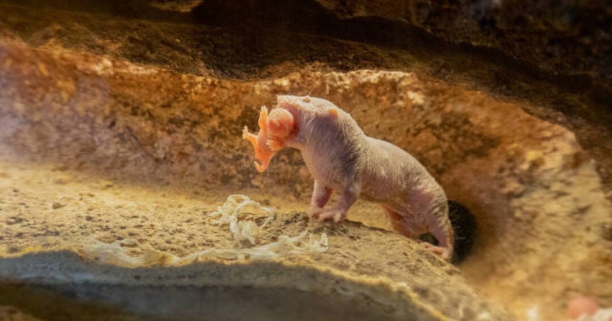 La rata topo: un mamífero que se comporta como un insecto y una planta