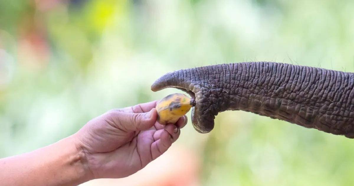 Una elefanta del zoo de Berlín aprendió sola a pelar plátanos