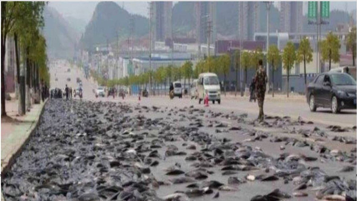 ¿Qué provoca la lluvia de peces en Yoro, Honduras?