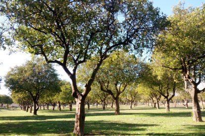 El Parque del Alamillo: el gran pulmón verde de Sevilla con sello de ...