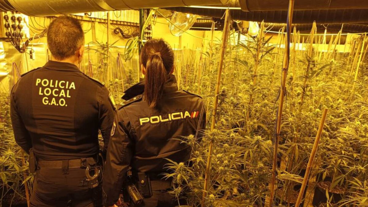 Desmantelan una plantación de marihuana en Algorós