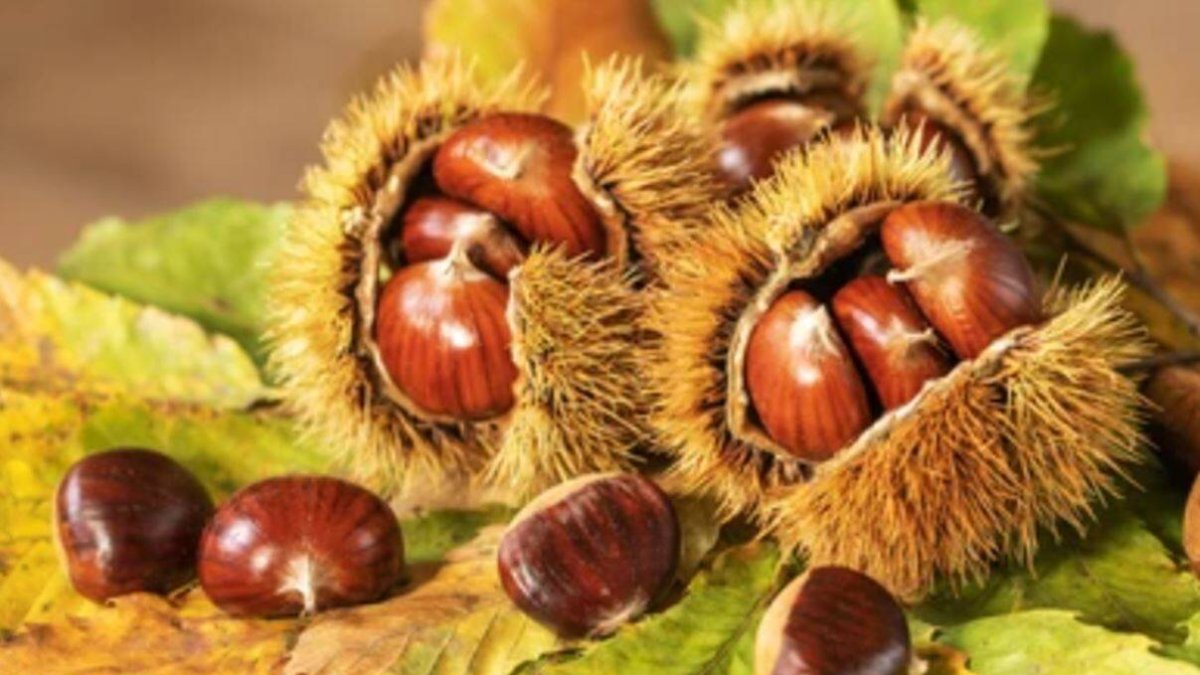 Descubre las 8 propiedades de las castañas para la salud