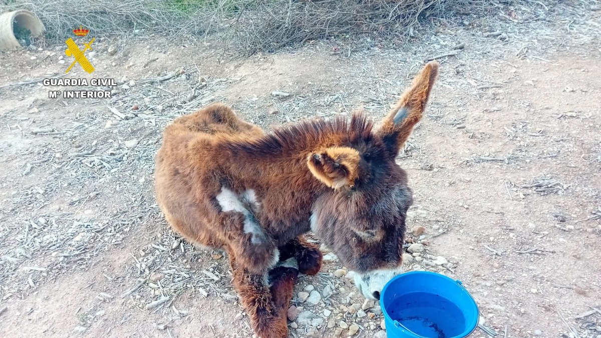 Investigan a un hombre por abandonar a una burra que falleció en Estubeny