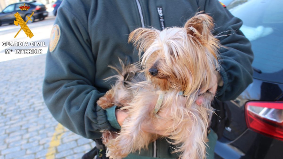 Una mujer defenestra a sus dos perros desde un octavo piso por no ...