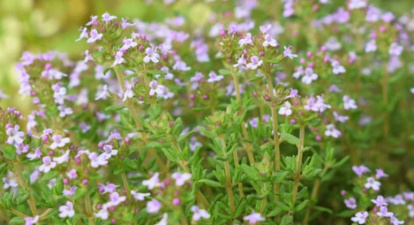 10 beneficios del tomillo que te sorprenderán: más que una hierba aromática