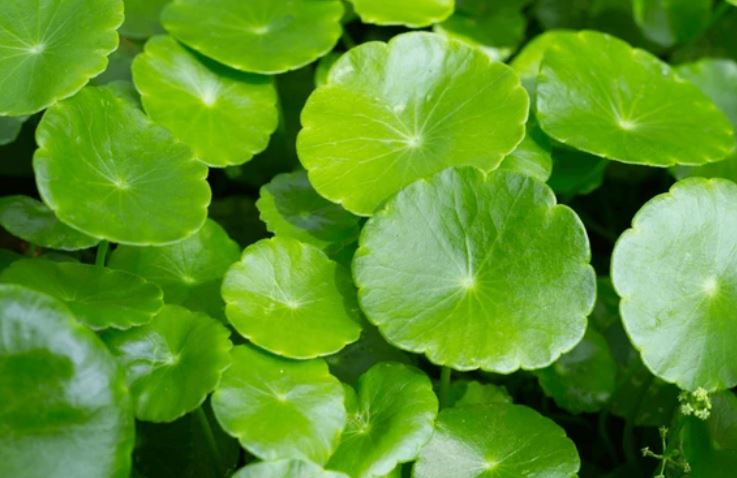 Cica en cosmética: ¿qué es y por qué es imprescindible para pieles ...