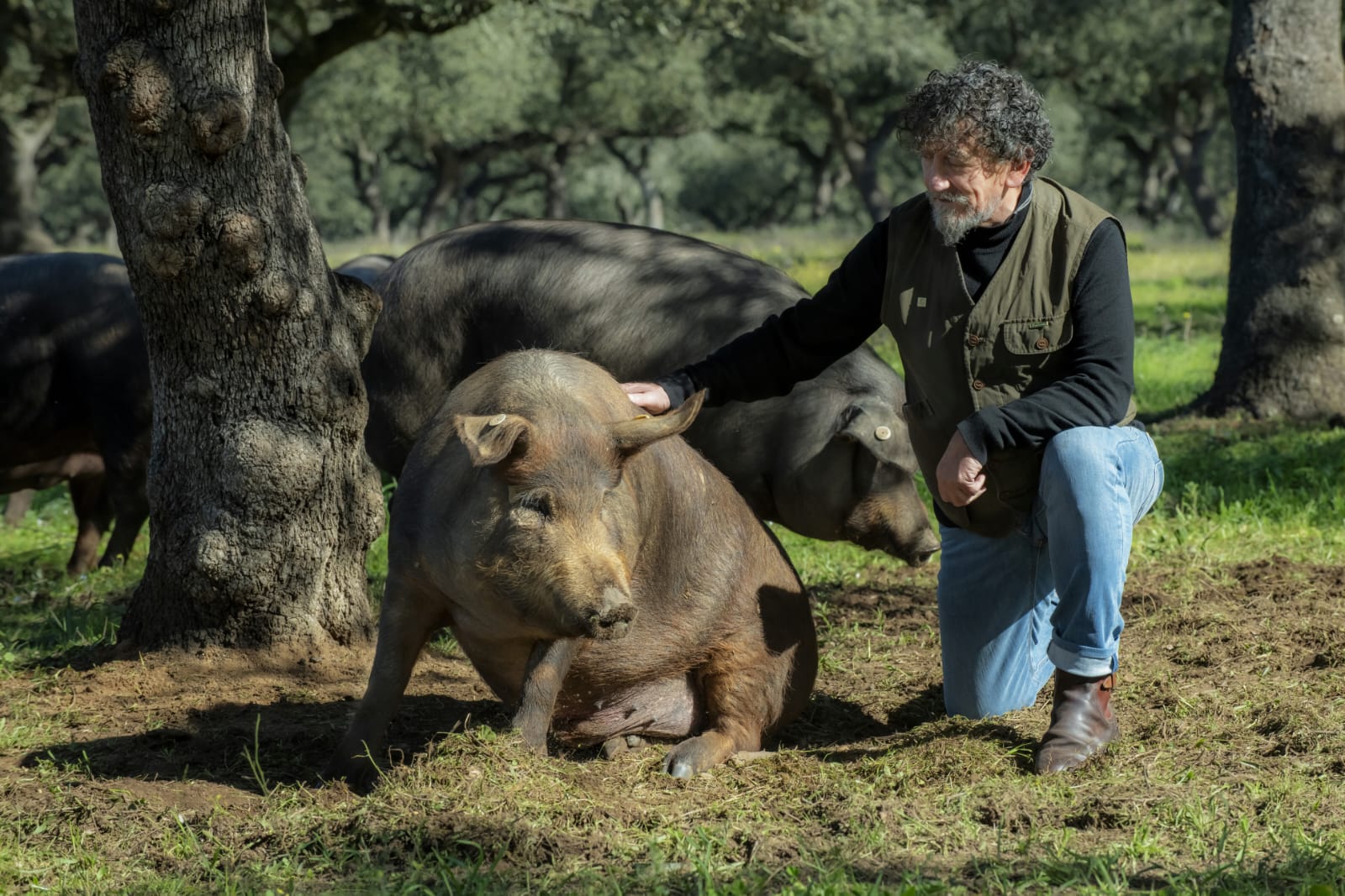 El cerdo ibérico del mejor jamón de España no tiene miedo a los ...