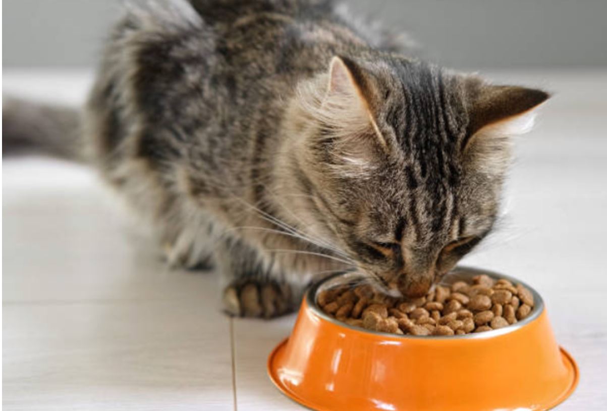 El mejor pienso para gatos 2025 según la OCU sorprende por su precio y ...
