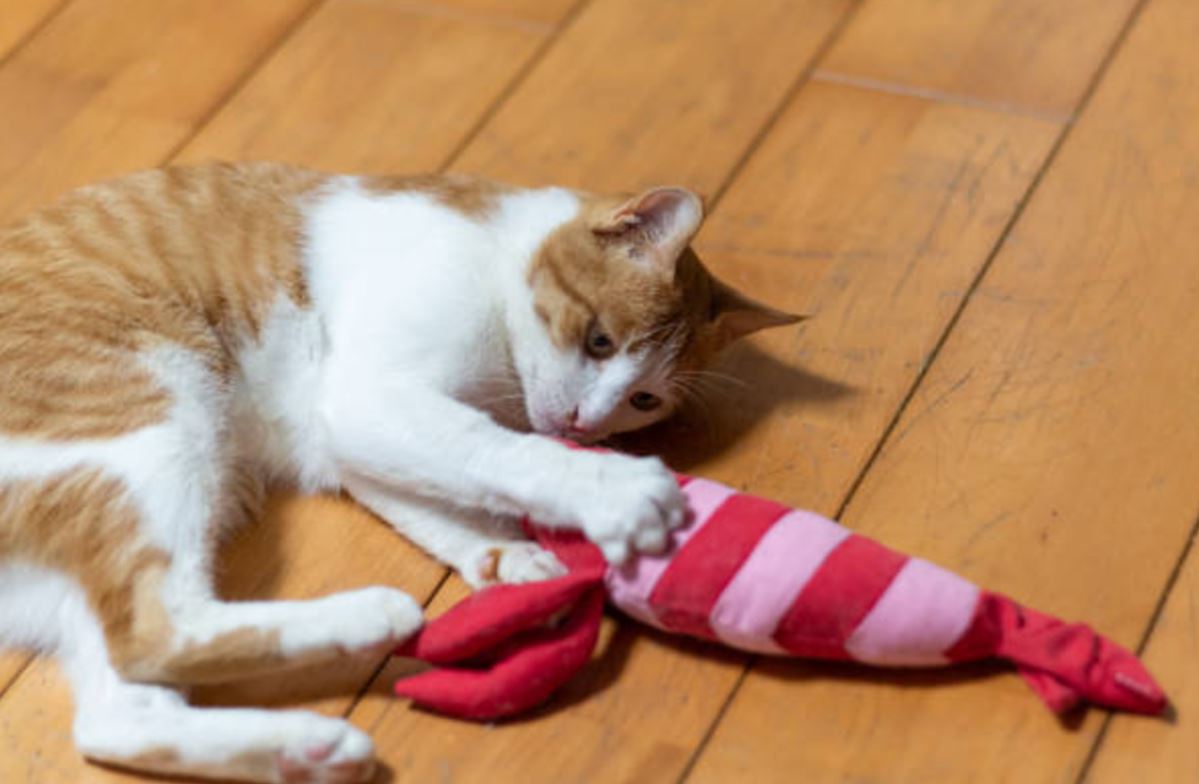 ¿Por qué por los gatos ‘amasan’? 7 razones que explican este curioso ...