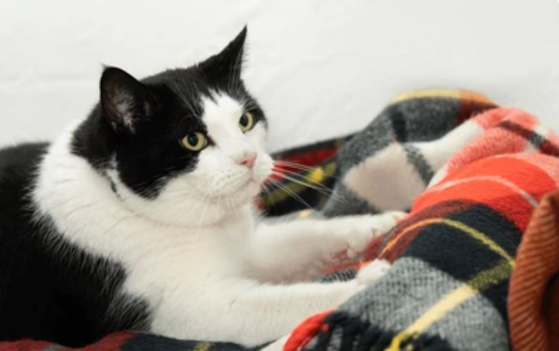 ¿Por qué por los gatos ‘amasan’? 7 razones que explican este curioso ...