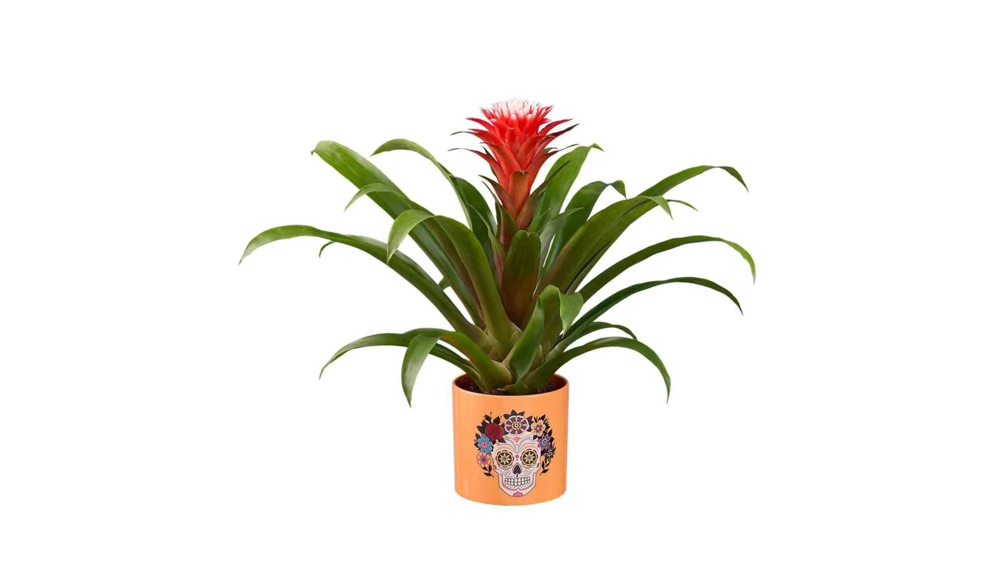 Ni temporal ni difícil: la planta tropical de Halloween de Lidl que ...