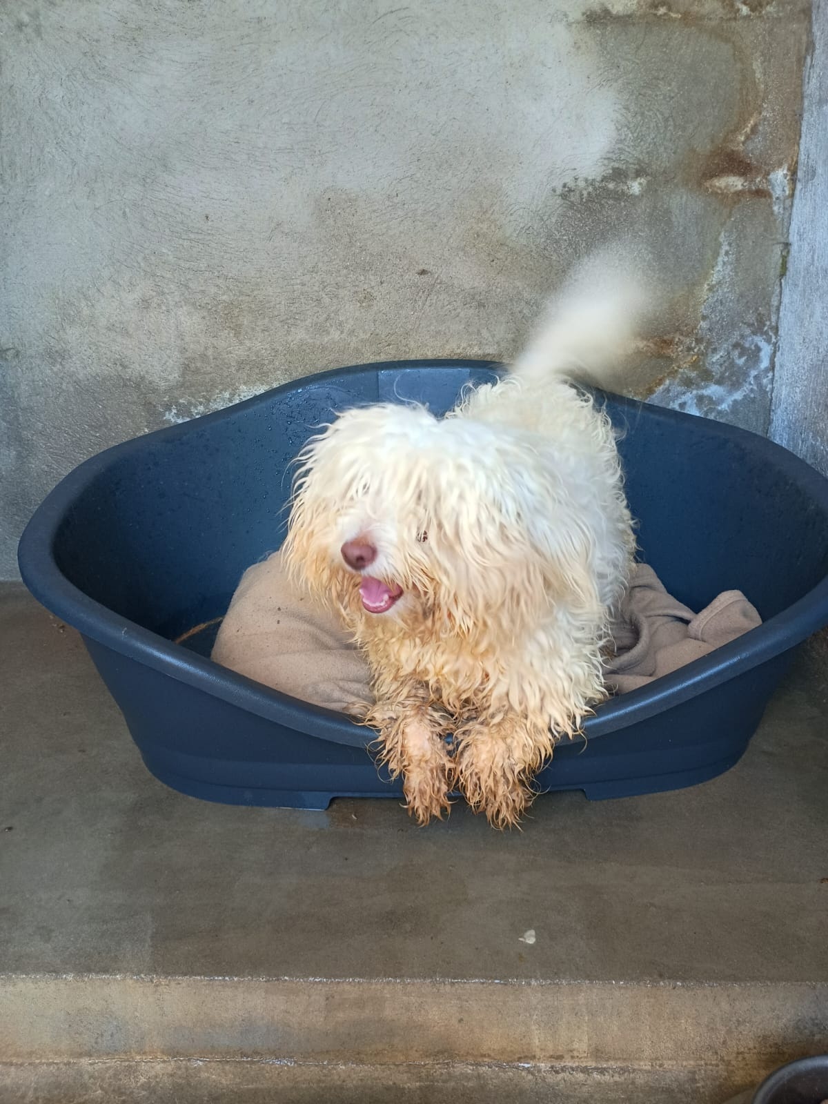 La Justicia frena el sacrificio de un perro llegado en patera y revive ...